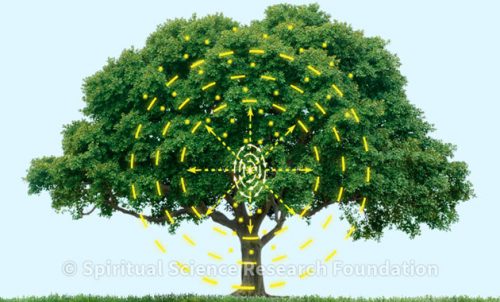 Flora and Fauna - Plants - Spiritual Science Research Foundation