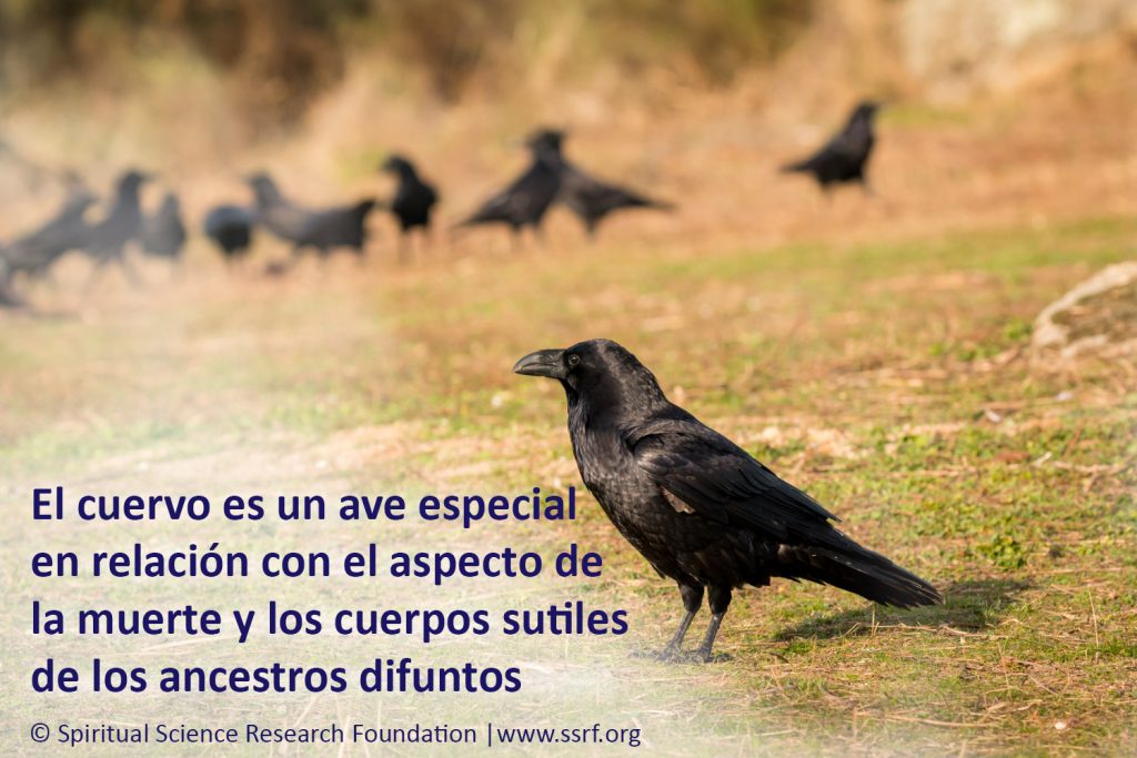 El significado de alimentar a los cuervos durante el ritual de Shraddha ...